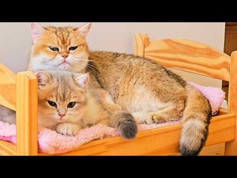 Join My Cat Therapy Session Today! 😻 Instant Stress Relief