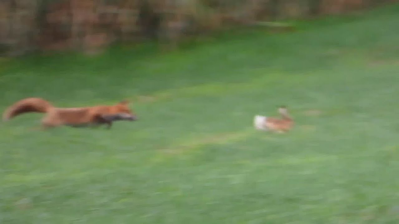 Pogoń lisa za zającem 🔅The fox chasing the hare - YouTube