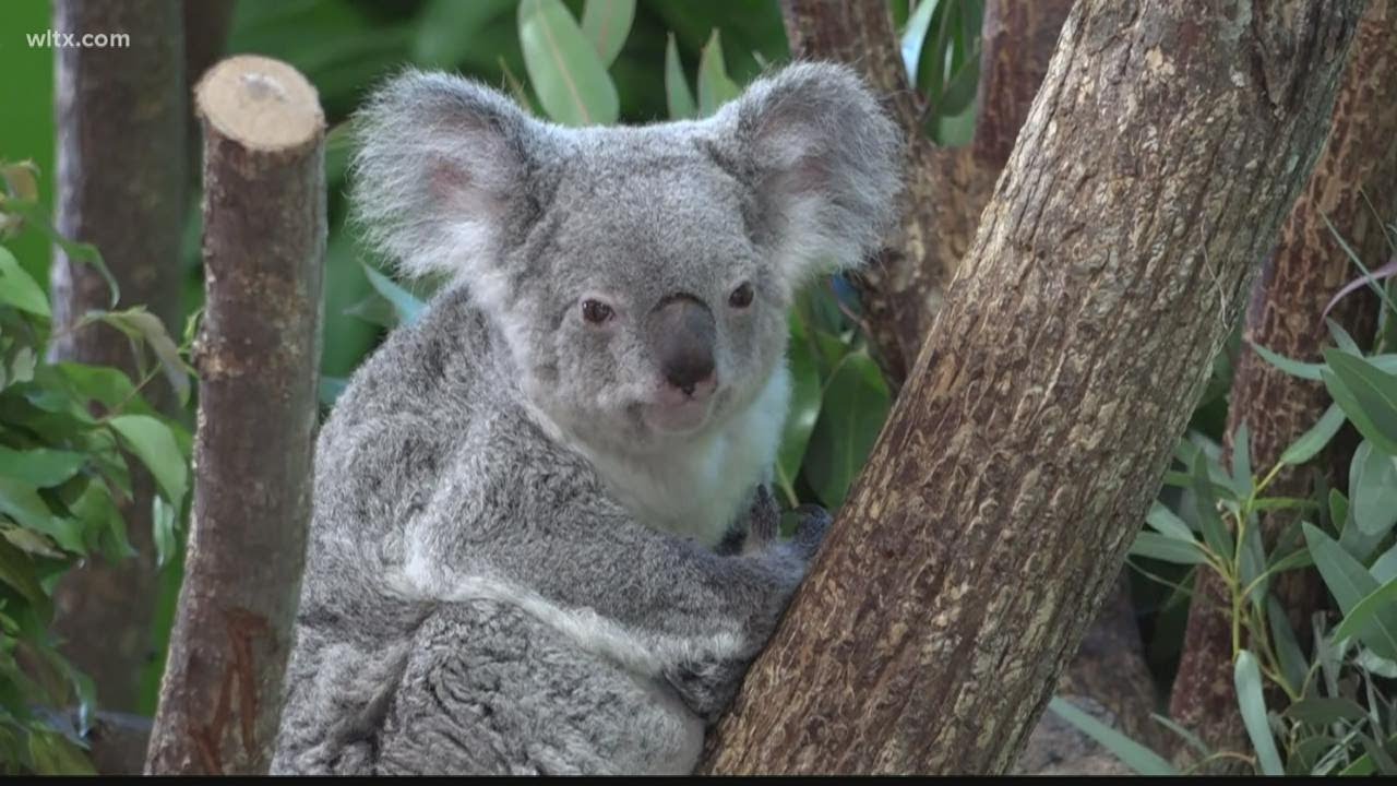 Riverbanks Zoo's beloved koala, one of the world's oldest, passes away ...