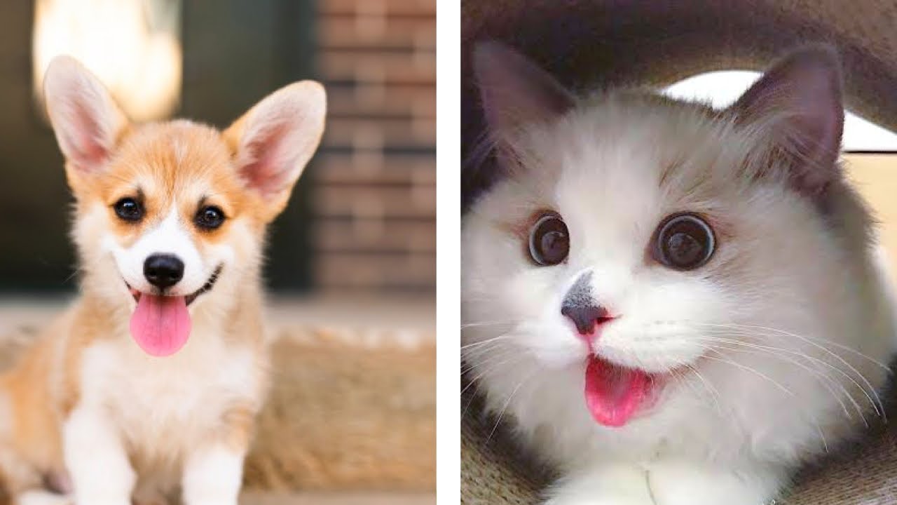 CUTE BABY ANIMALS 🐶 - Funniest and Cutest Animals Ever 2020 Cute ...