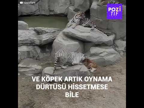 Beyaz kaplanlar bu köpeği anneleri olarak biliyor! Sebebi ise onları büyütmesidir...