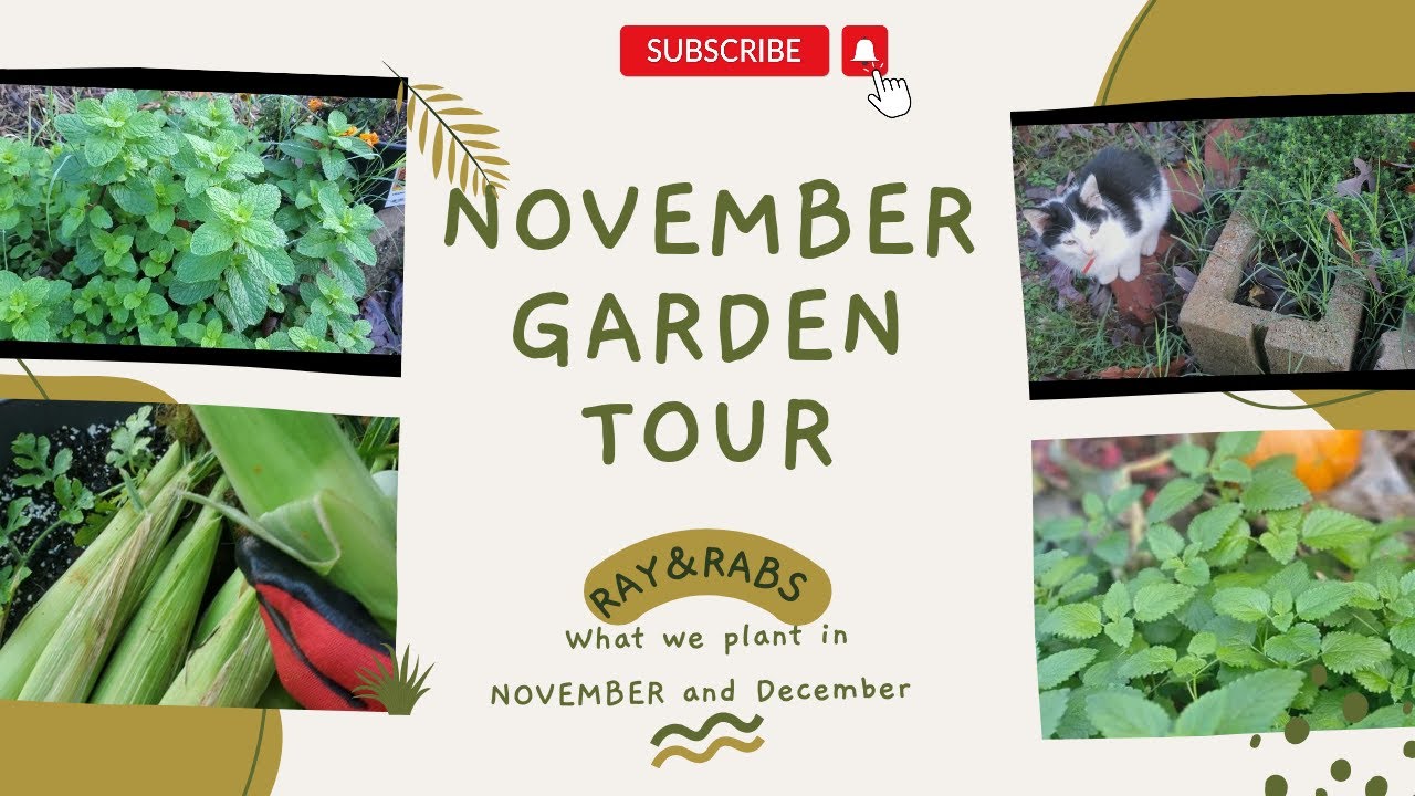 November Garden Tour of backyard : Tour with us - YouTube