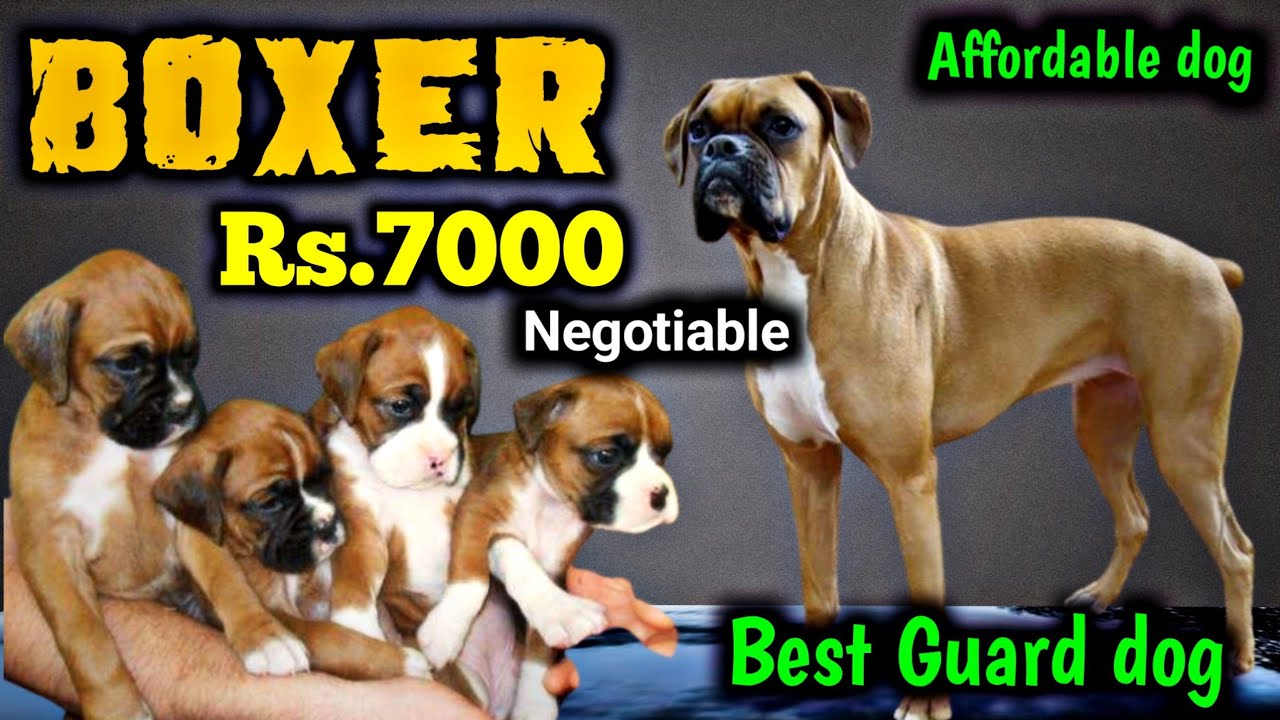 Boxer puppies in low price | कर लो सपना पूरा | Best guard dog breed ...