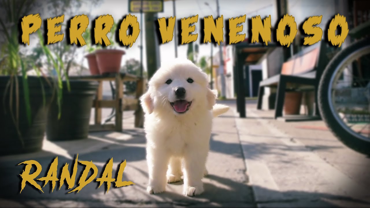 RANDAL - PERRO VENENOSO (Video Musical Oficial) - YouTube