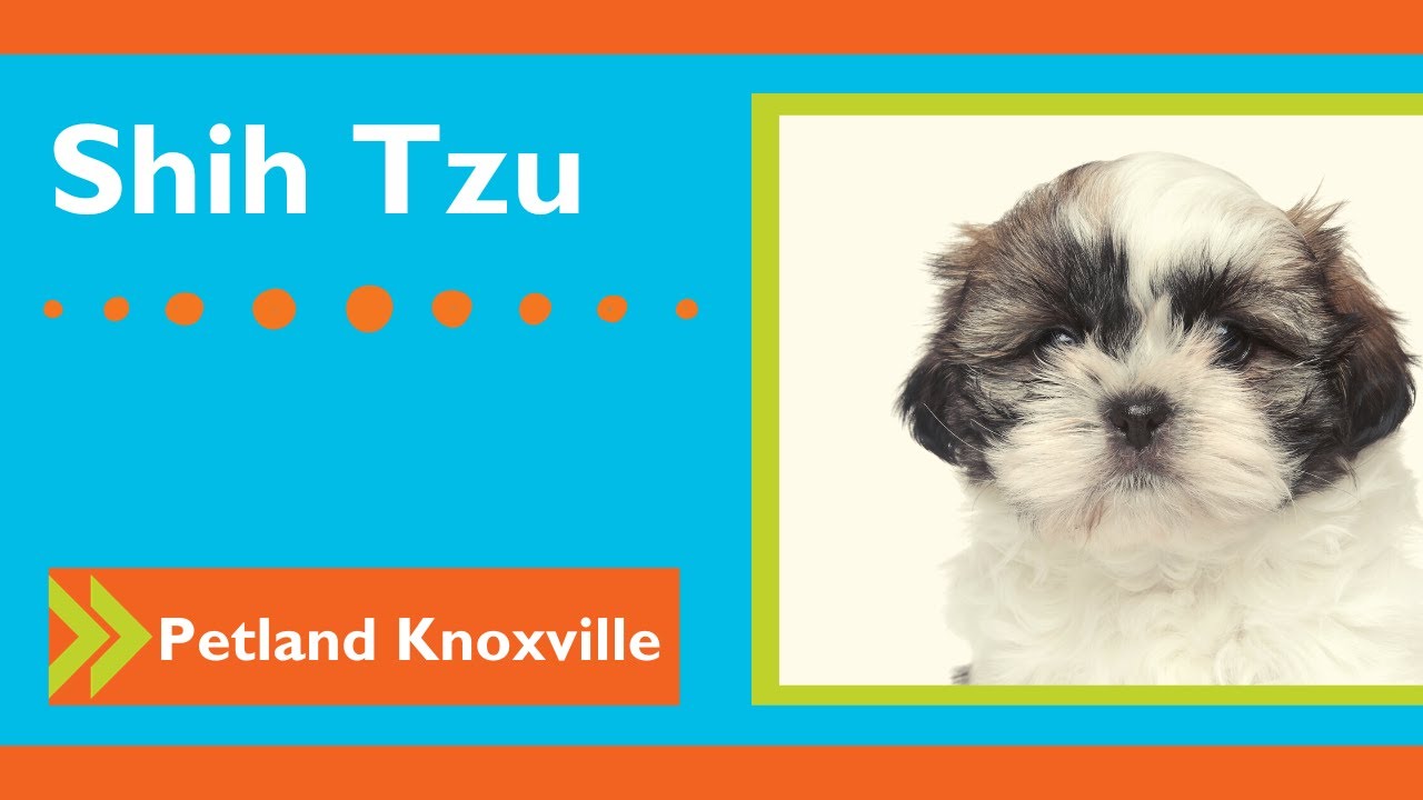 Shih Tzu Fun Facts - YouTube