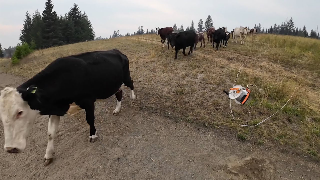 Moving The Cows Solo Start To Finish In Under Fifty Five Minutes - YouTube