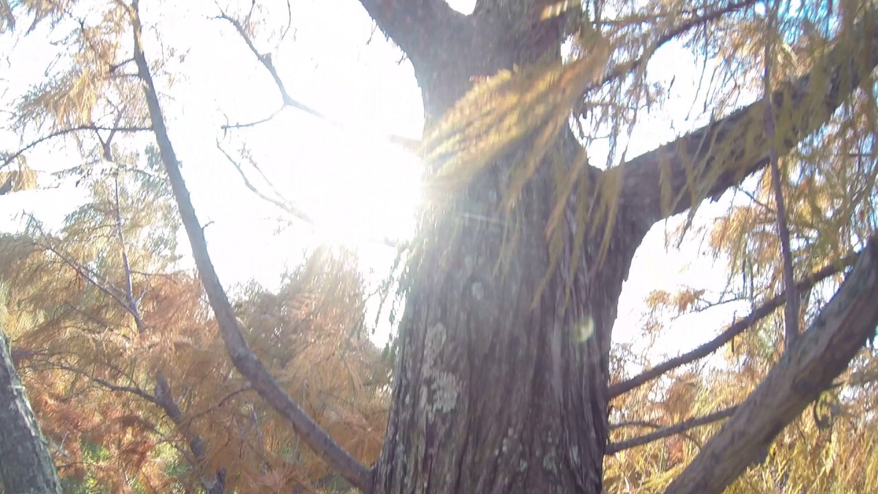 Redwood tree climb - YouTube
