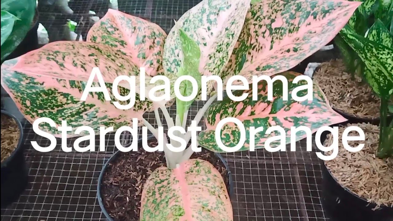 The Most Beautiful Aglaonema Stardust Orange Episode #54 - YouTube