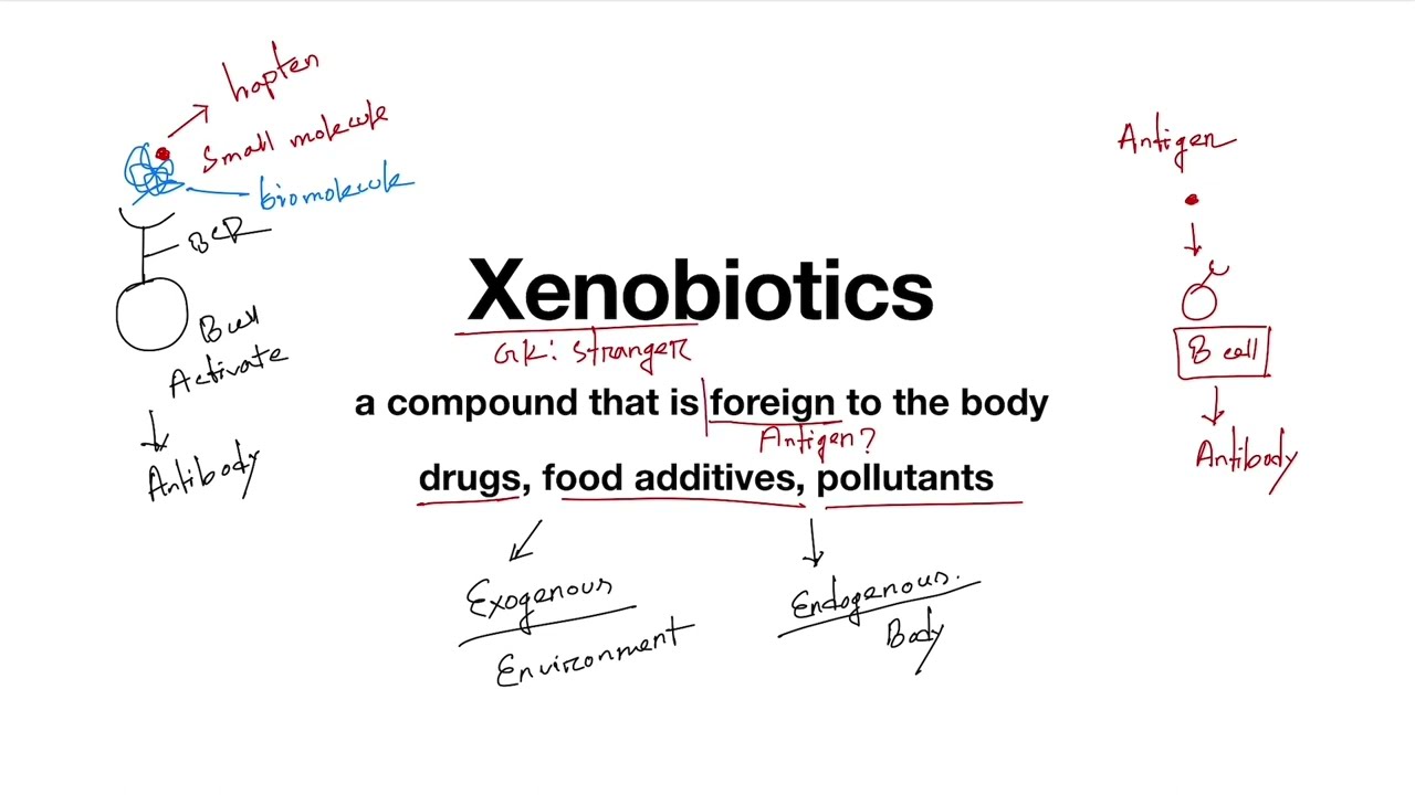01. Introduction to xenobiotics Metabolism - YouTube