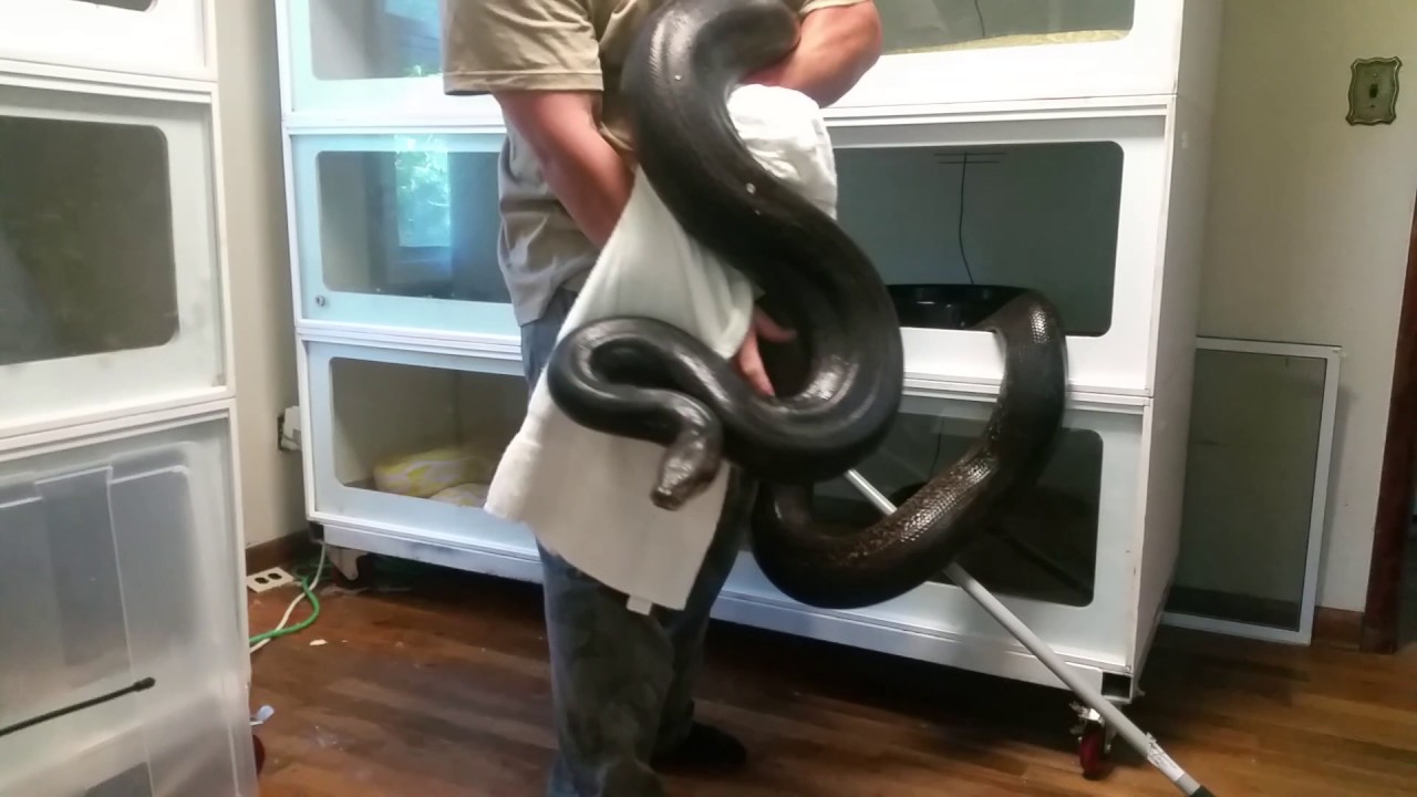 Moses my 14+ foot Male Reticulated Python - YouTube