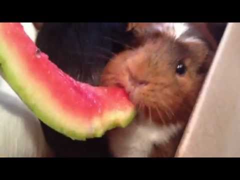 Guinea Pigs Eating Watermelon Rind - YouTube