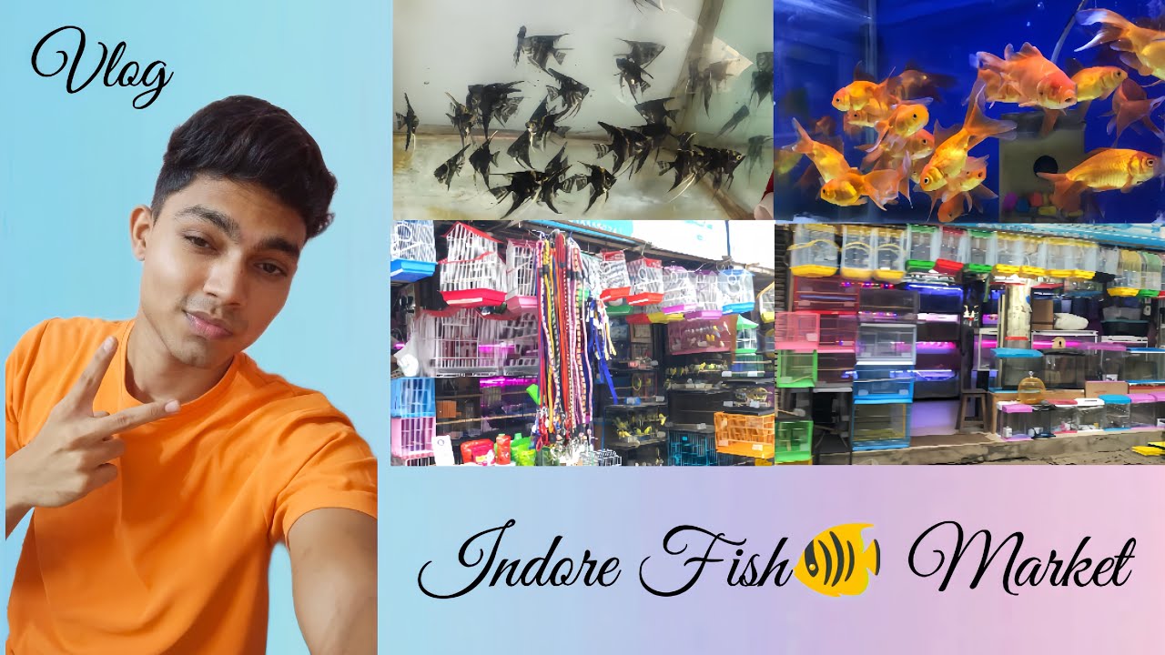|| Indore Fish🐠 Market Vlog || Bought Two Gold Fish🐟 For Our Fishpot ...