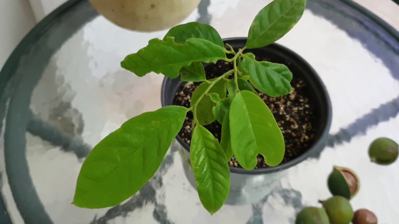 How to grow Biriba tree from seeds (Rollinia deliciosa) - YouTube
