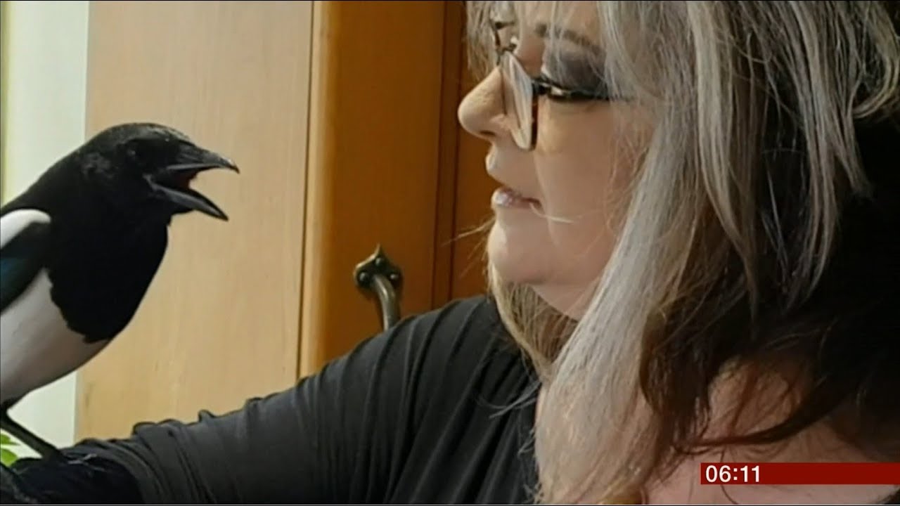 Mike the magpie says 'Merry Christmas'? (UK) - BBC News - 26th November ...