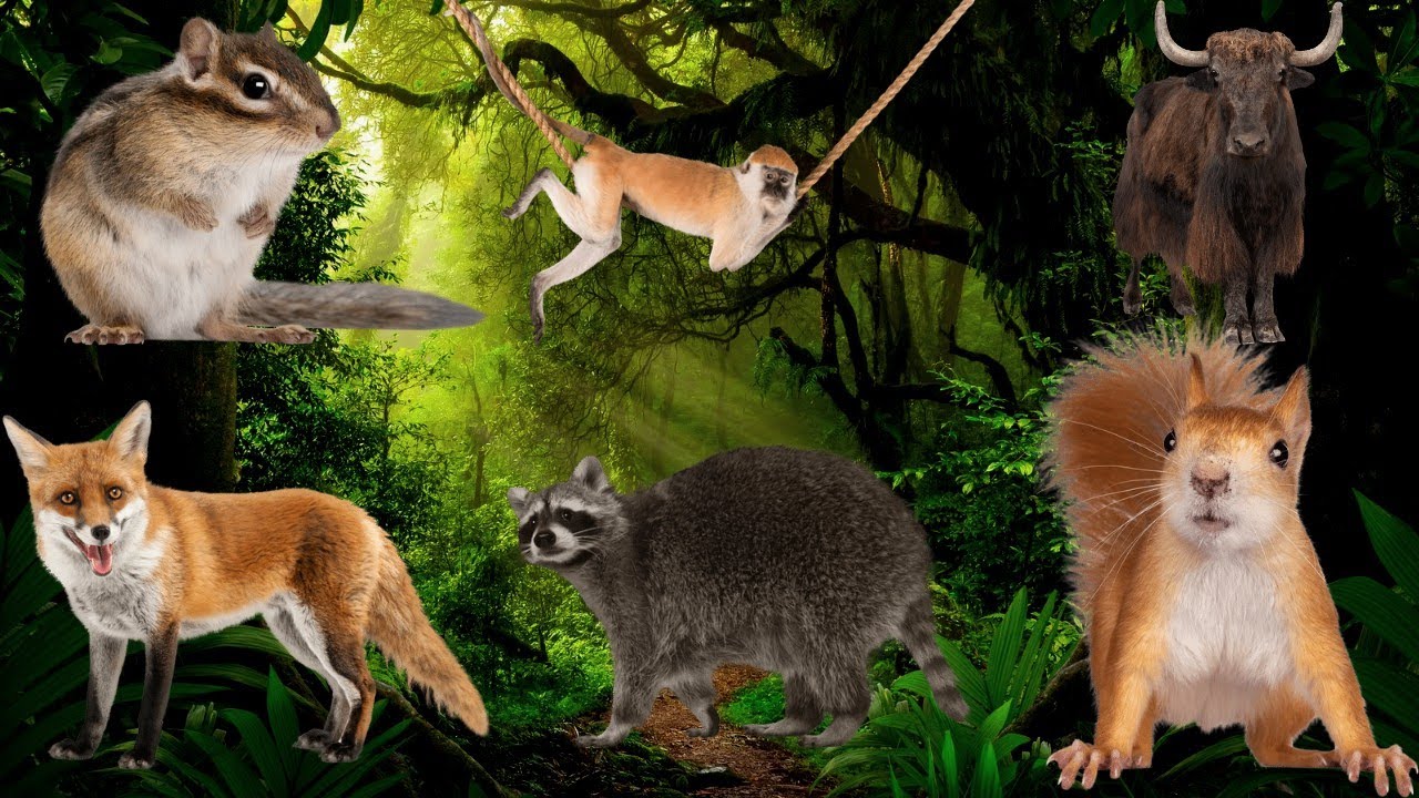 Hewan ternak, suara binatang, kucing, babi, gajah, sapi, bebek - YouTube