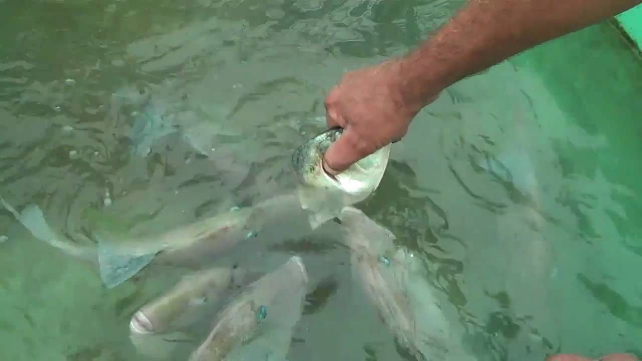 Triggerfish are like piranha - YouTube