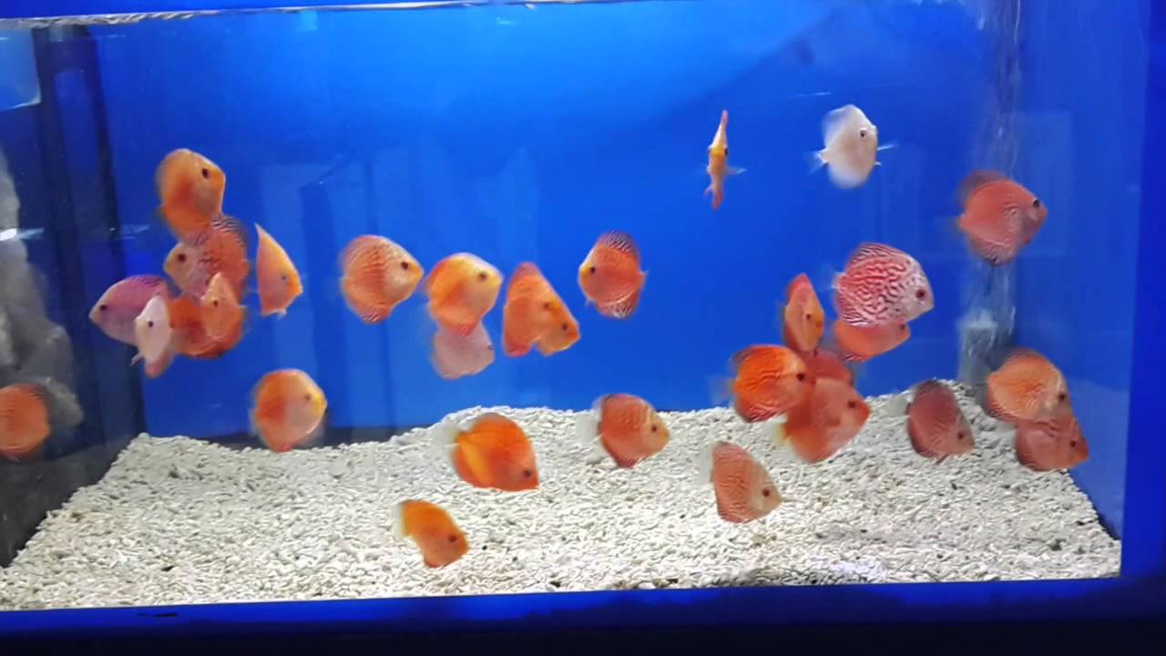 Discus Red Tiger (Красный тигр) - YouTube