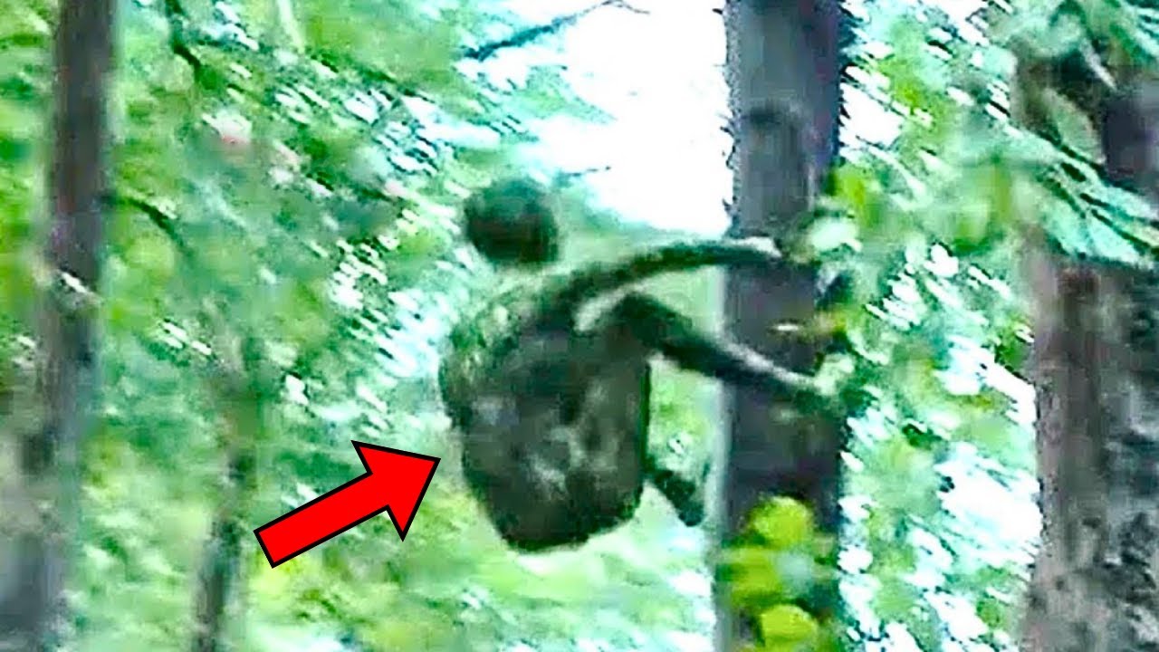 Hikers Find Strange Creature Climbing A Tree, They Call 911 After ...