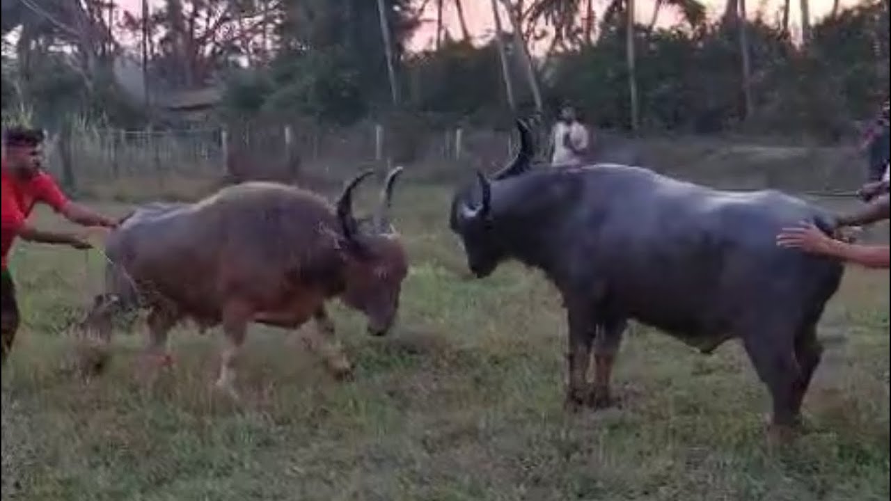 Buffalo Fight Jesher vs Paklo 🔥🔥🔥 Winner Jesher - YouTube