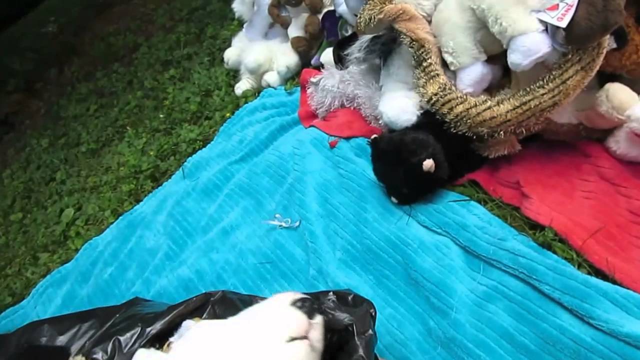 Complete Webkinz Collection (2015) - YouTube