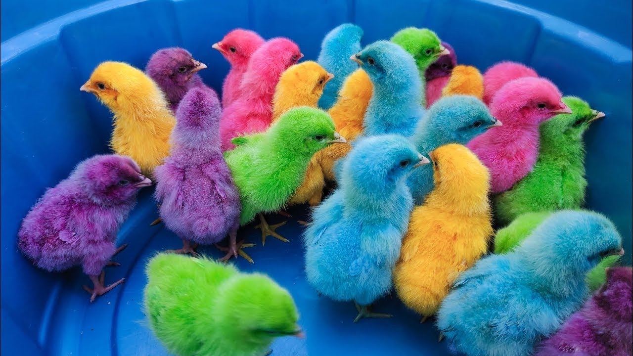 Catching chickens, cute chickens, rainbow chickens, colorful chickens ...