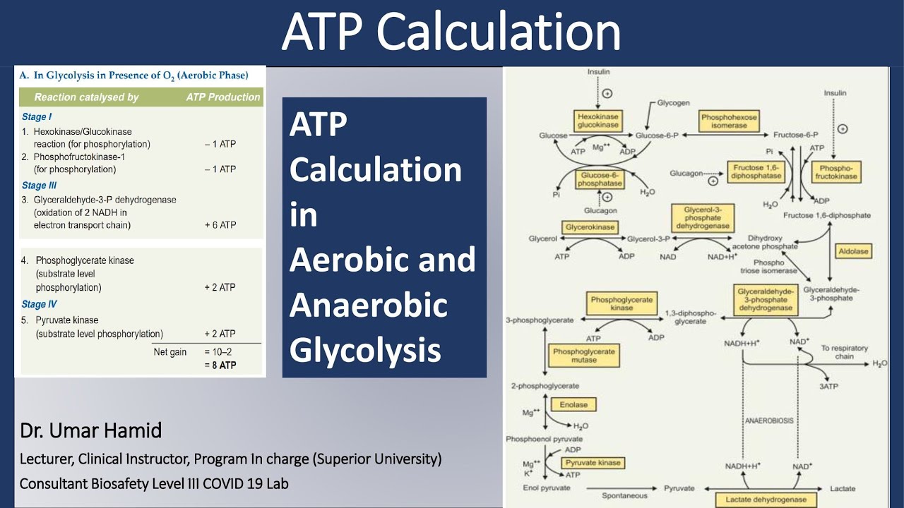 02. ATP Calculation In Aerobic and Anaerobic Glycolysis | GLYCOLYSIS | Carbohydrate Metabolism ...