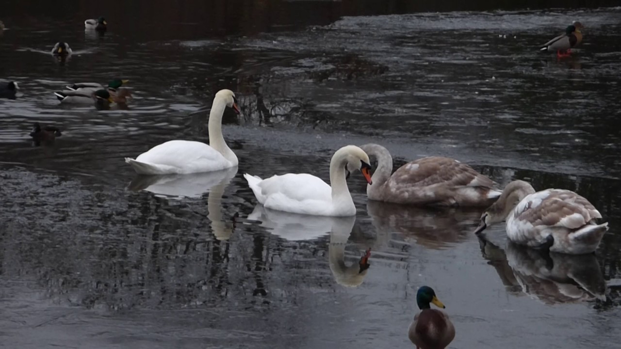 A bevy of birds Binghams pond Glasgow - YouTube