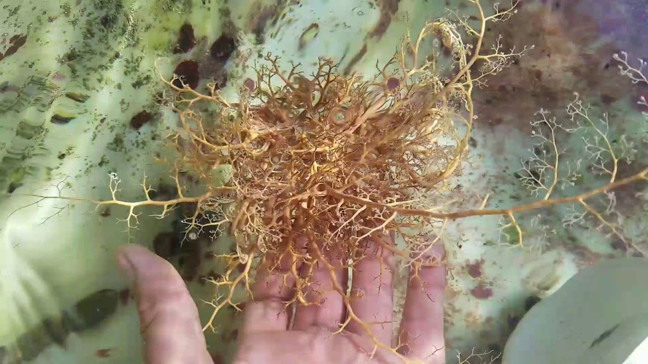 Basket Sea Star from the Florida Keys - YouTube