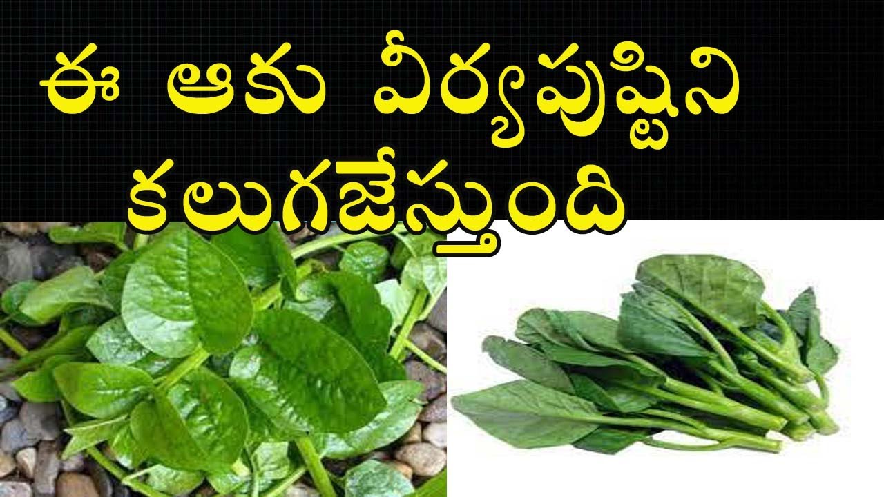 ఈ ఆకు వీర్యపుష్టిని కలుగజేస్తుంది#ammammamaata #vijayalakshmi #bachhali ...