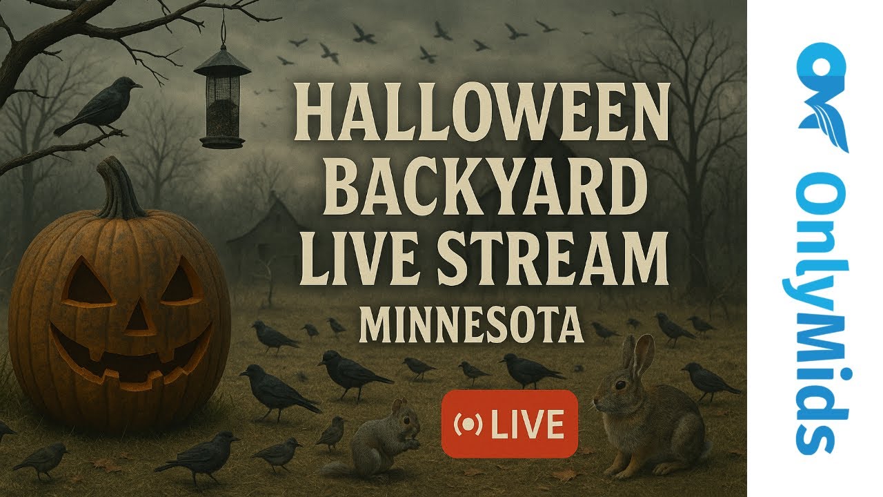Scaredy Cat Live Wildlife and Bird Stream Spooky Time - YouTube