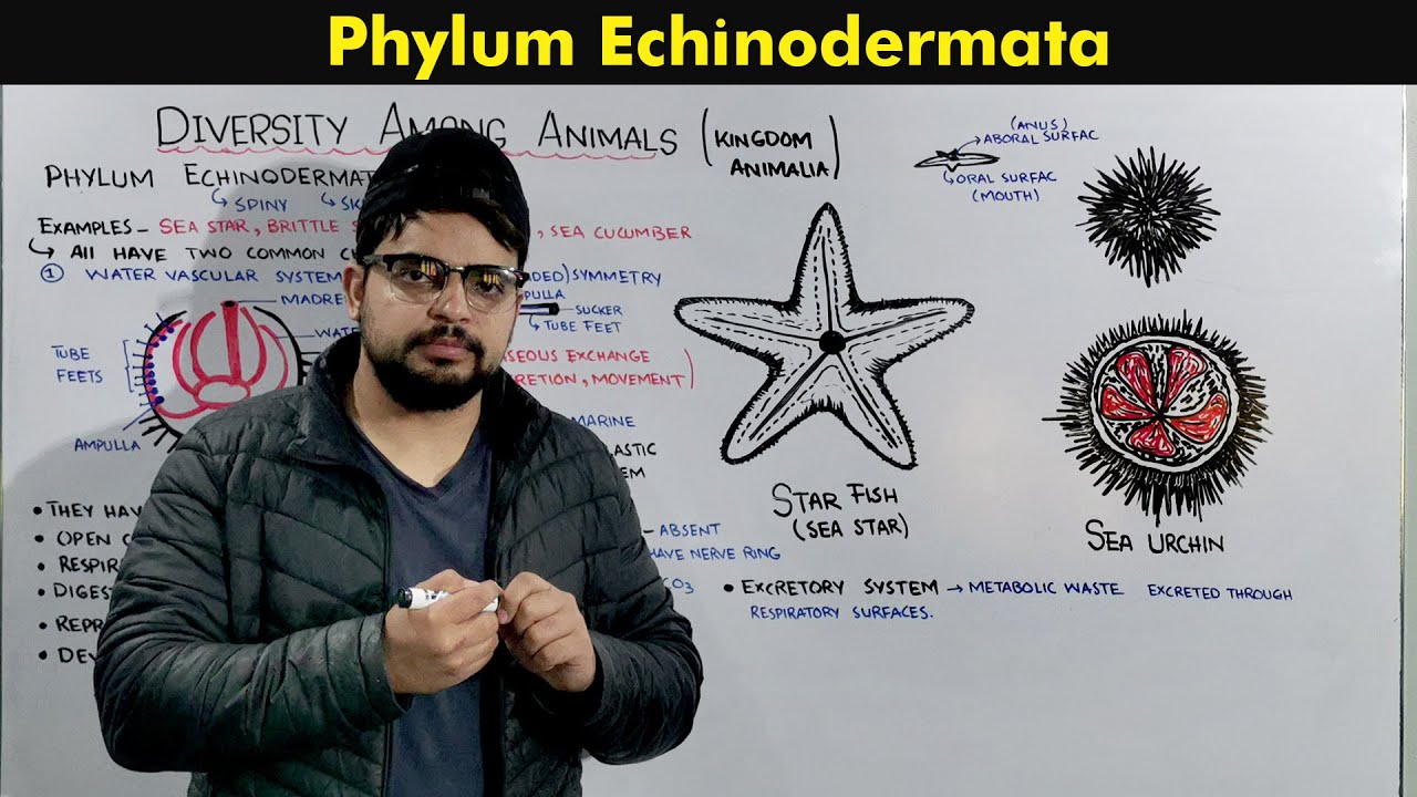 Phylum Echinodermata Tree
