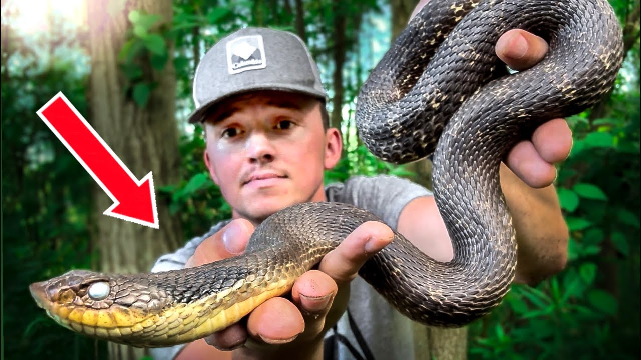Hunting For Huge SNAKES in Wisconsin! - YouTube