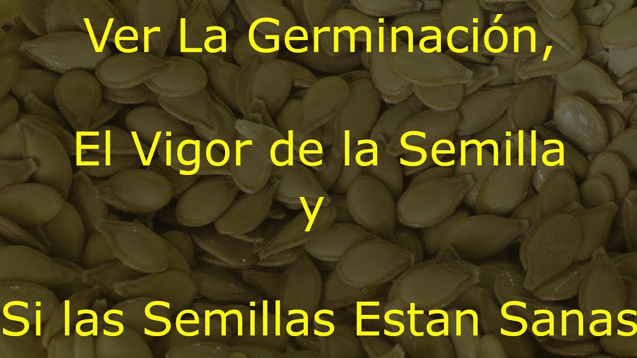 Como saber si tus semillas estan buenas para la siembra haciendo una ...