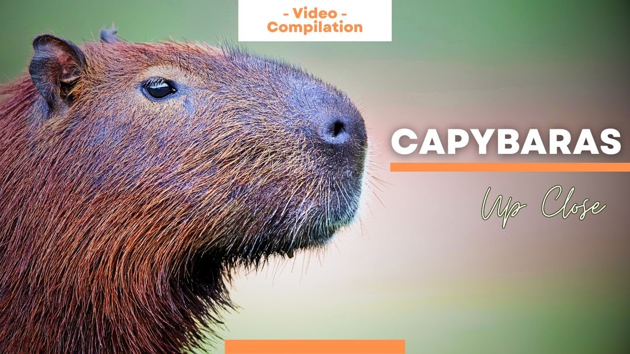 Capybara Compilation 🌿 Up Close 4K Video Clips of God's Largest Rodents ...