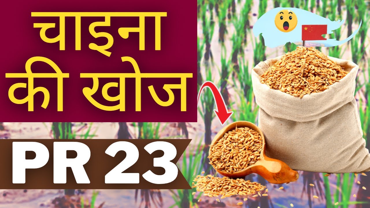 Can Rice last forever?🥵PR 23 rice developed in china| Biggest rice ...