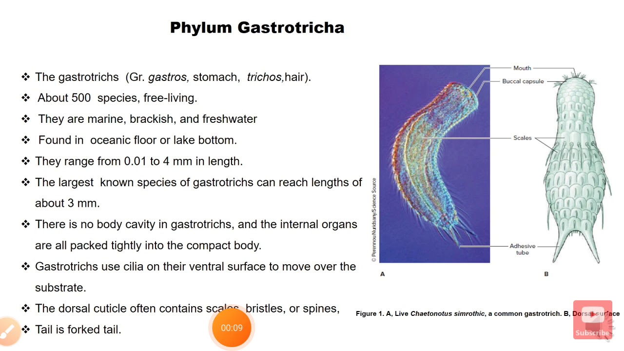 phylum Gastrotricha BS. B.Sc ADP inverteberate diversity lectures from ...