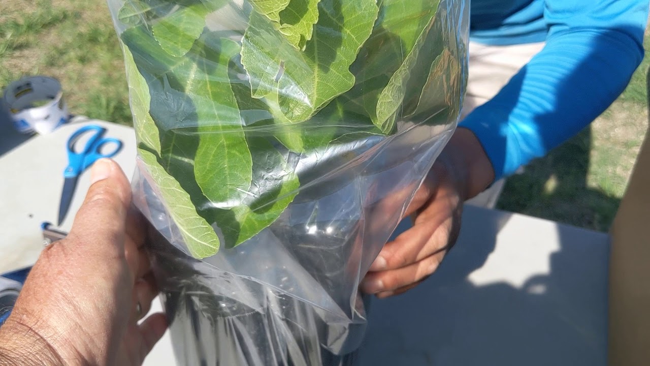 Packing a Fig Tree for Shipping - YouTube