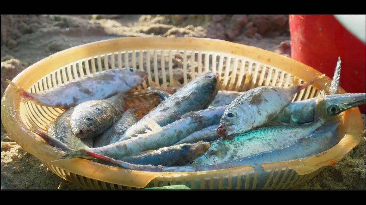 তাজা মাছ Tajaz Fish I Hellobd21 - YouTube