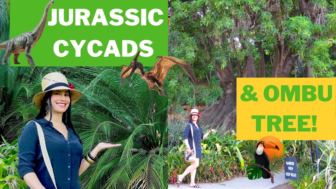 Jurassic Cycads & an Ombu Tree, Huntington Botanical Gardens - YouTube