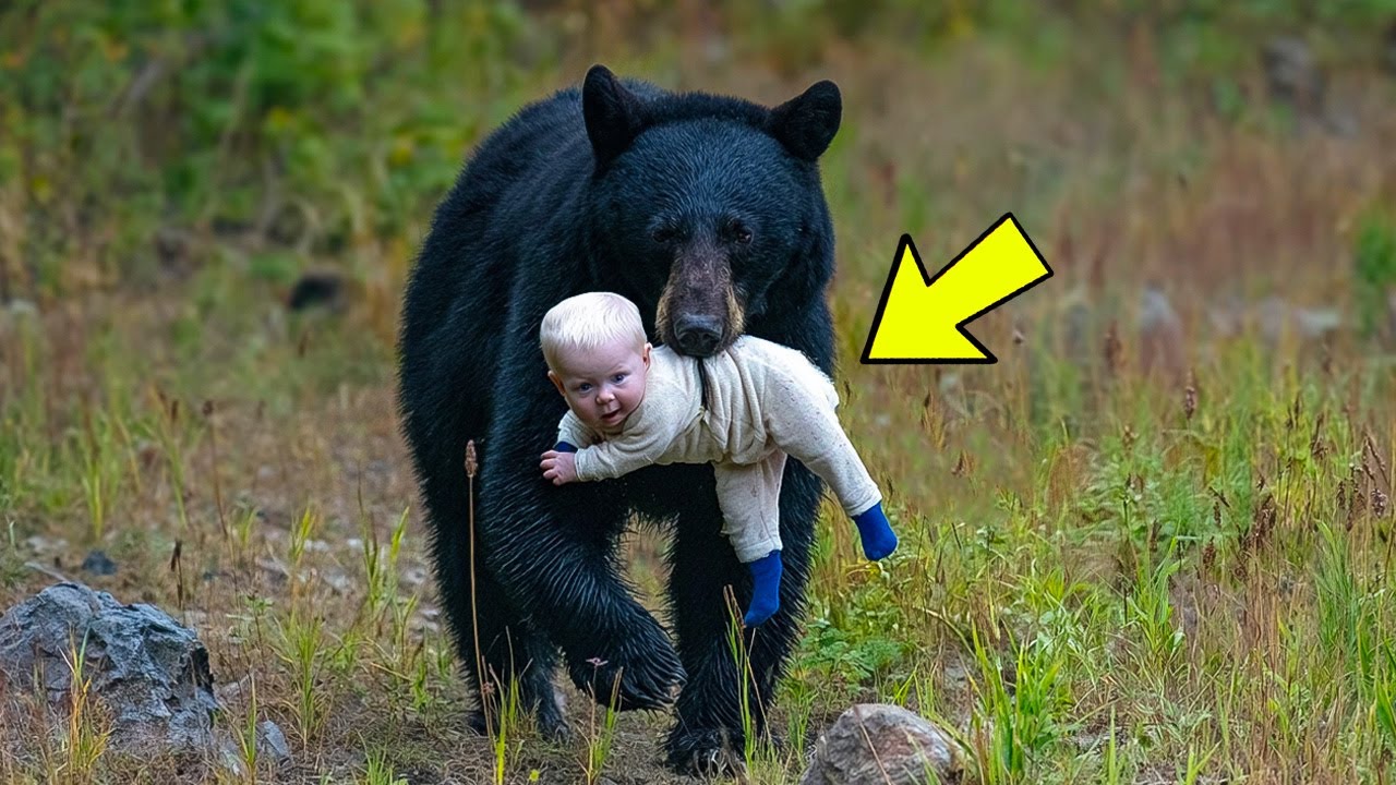Bear Refuses to Let a Baby Go – Ranger Bursts Into Tears When He Learns ...