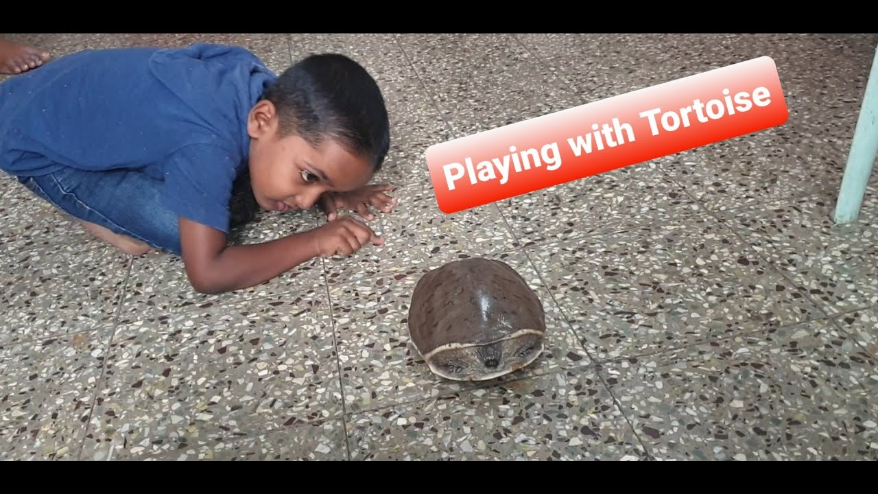 Kids playing with Tortoise || Walking || Big Tortoise| unforgettable ...