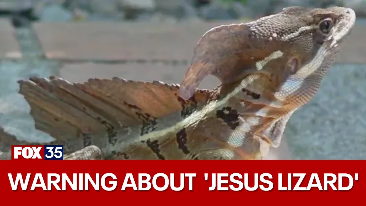 'Jesus lizard' sightings on rise in Florida - YouTube