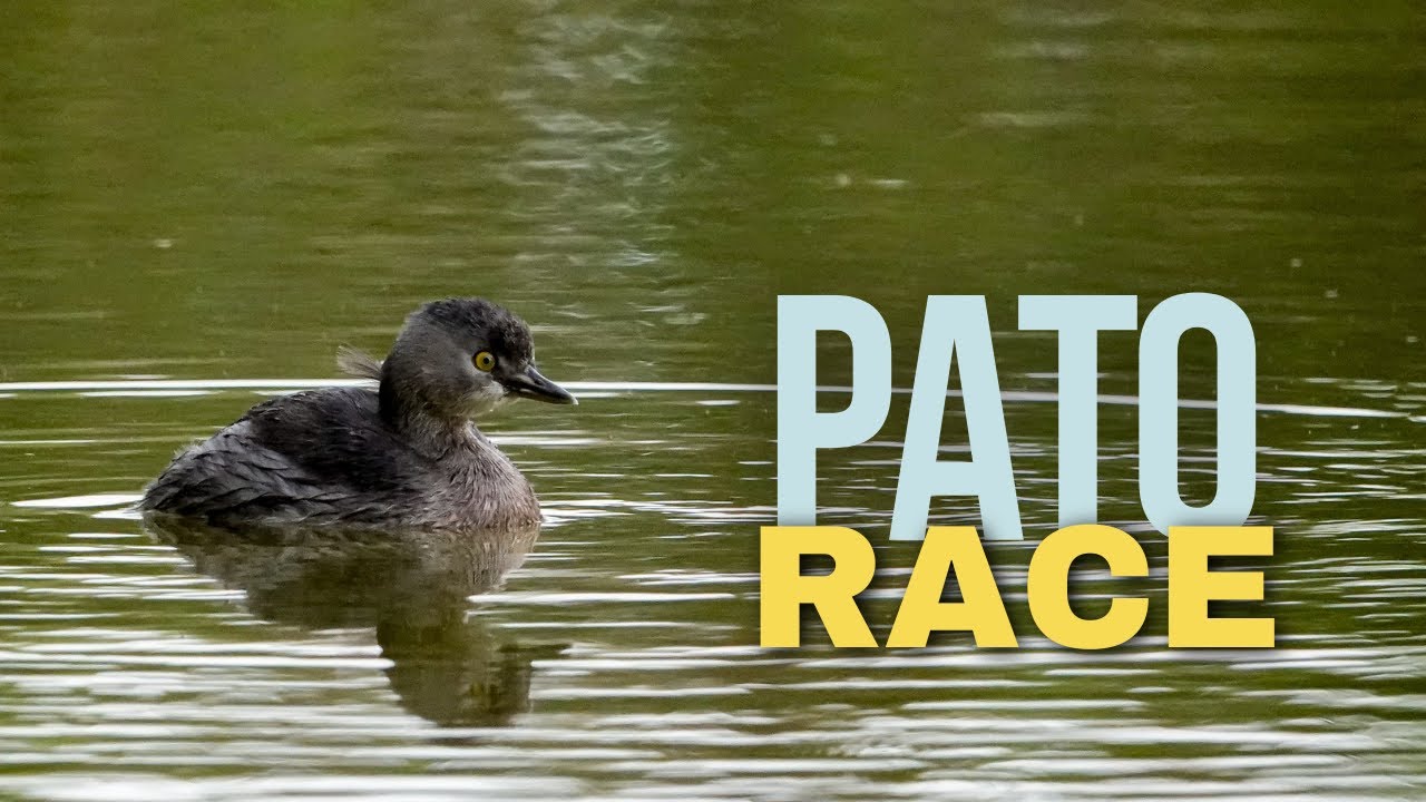 Pato race 🦆 ¿Quién será el ganador? 🏁 - YouTube