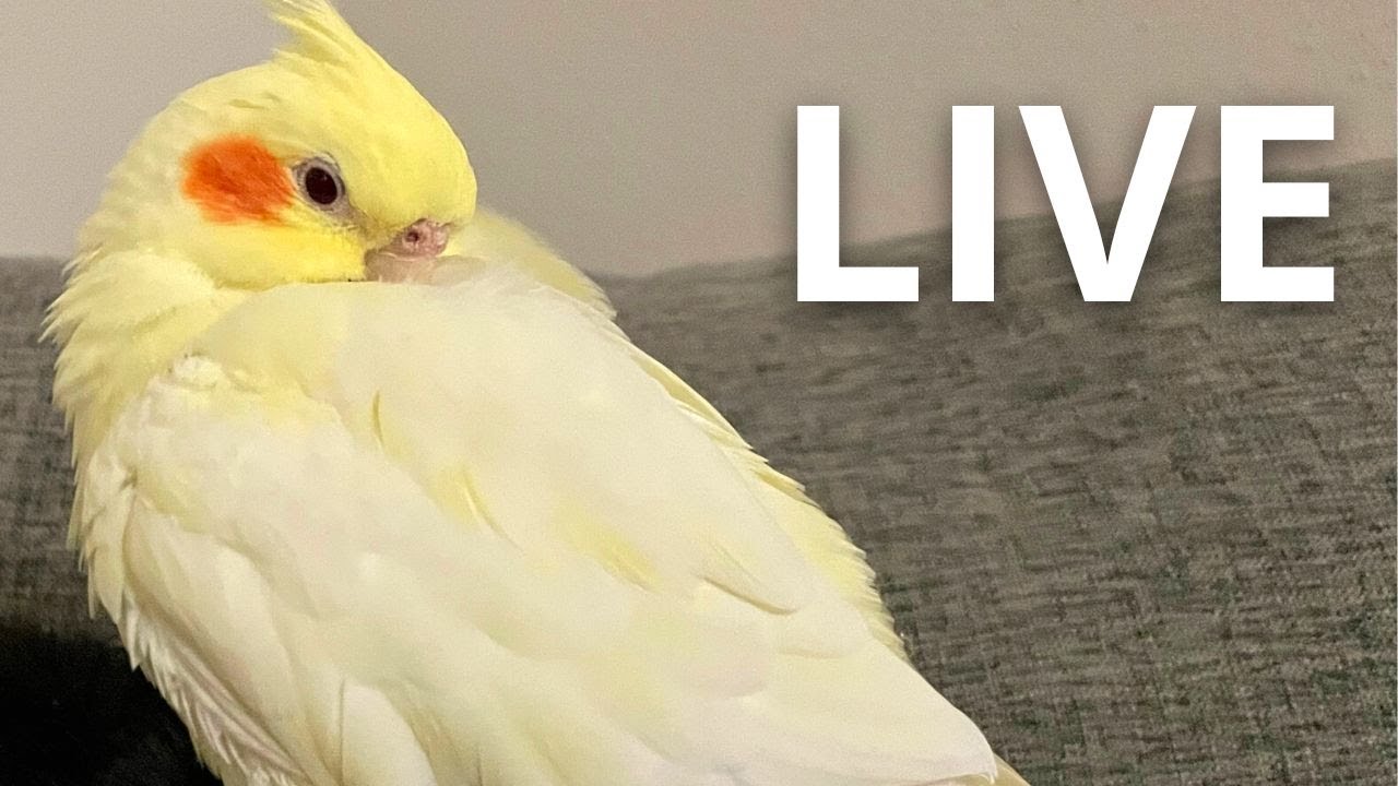 Cockatiel With Big Birds Live Stream - YouTube