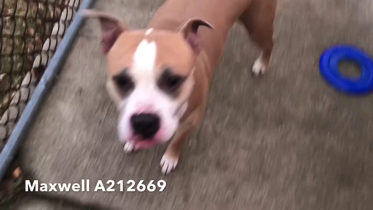 Maxwell A212669 - YouTube