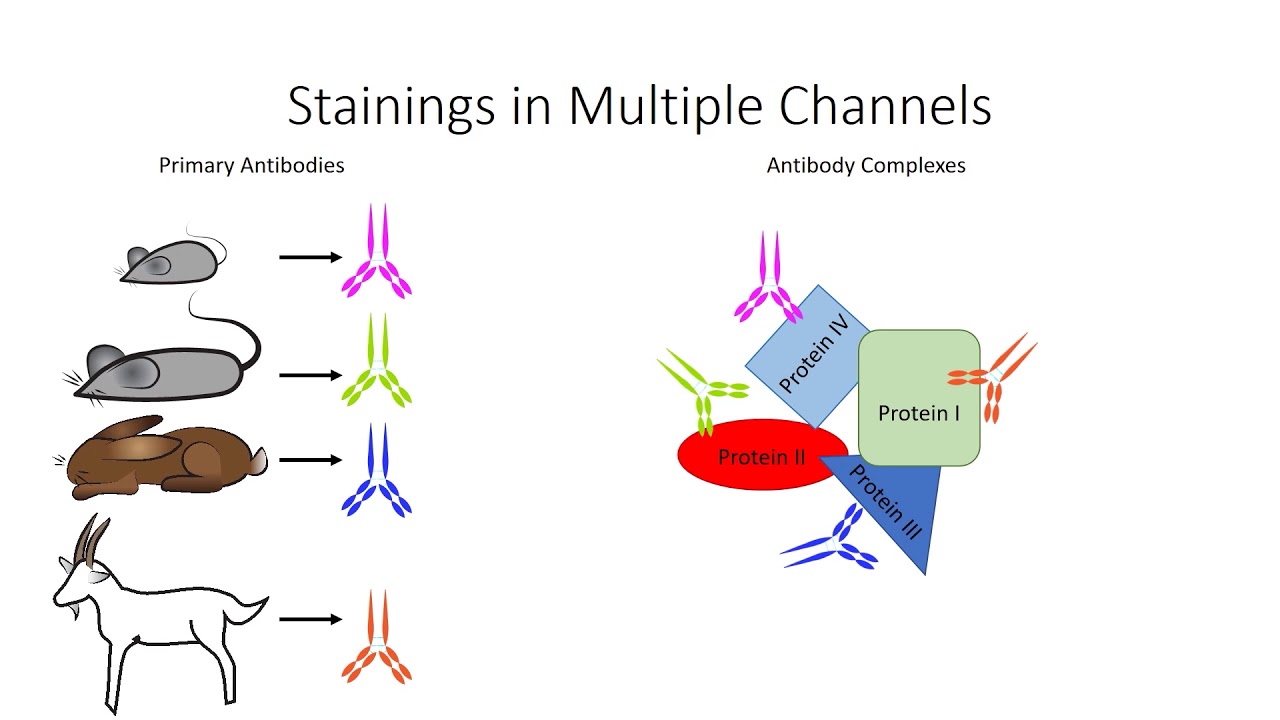 2.5 Immunostaining & Chemical Dyes - Principles and techniques - YouTube