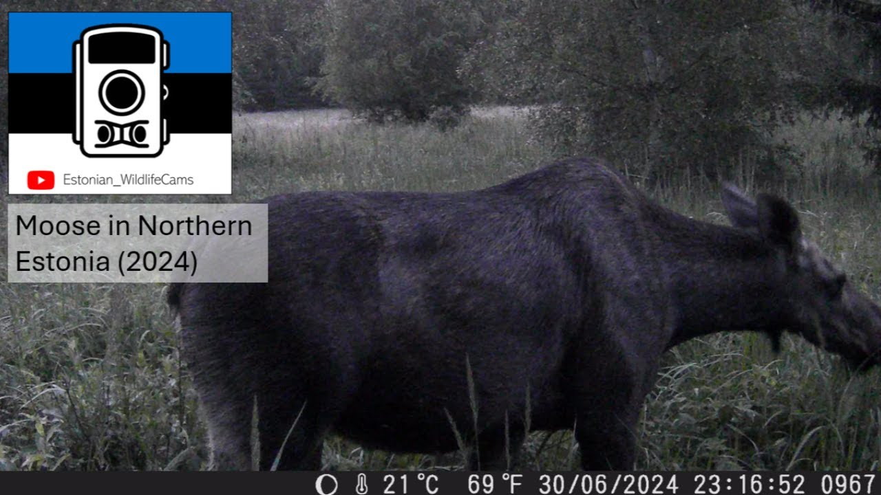 Moose in Northern Estonia (2024) (1080p) - YouTube