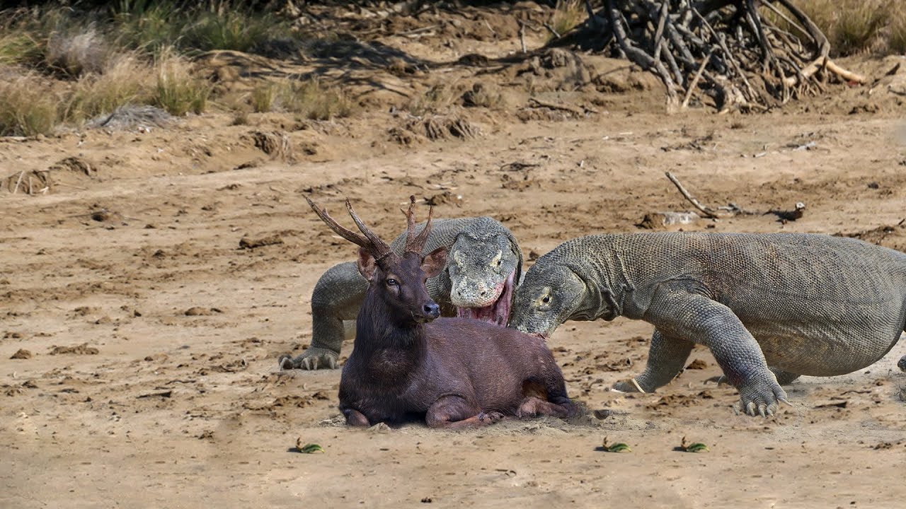 Komodo Dragon Hunting Deer - YouTube