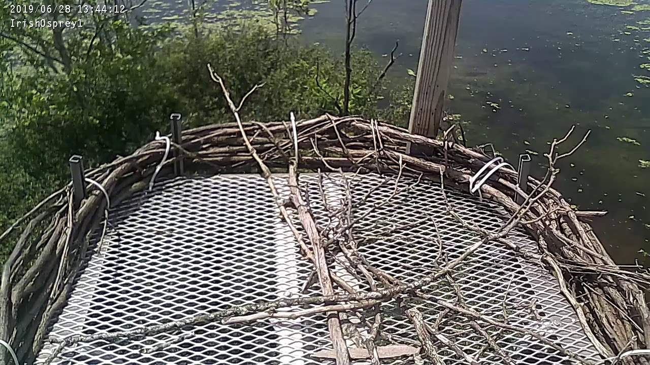 Irish Osprey Live Stream - YouTube