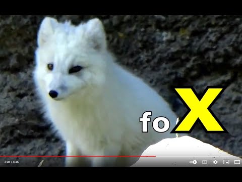 ALPHABET ANIMALS / PHONICS / ALPHABET SONG (Part 84) Learn LETTERS ...